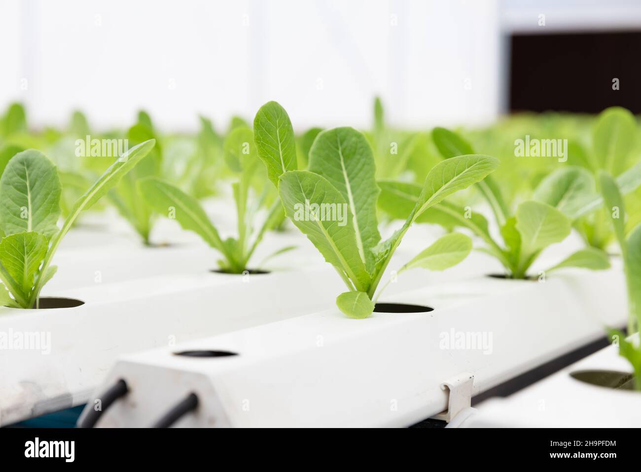 Organic Green Cos fresh baby plant sprout in nursery hydro farming ...