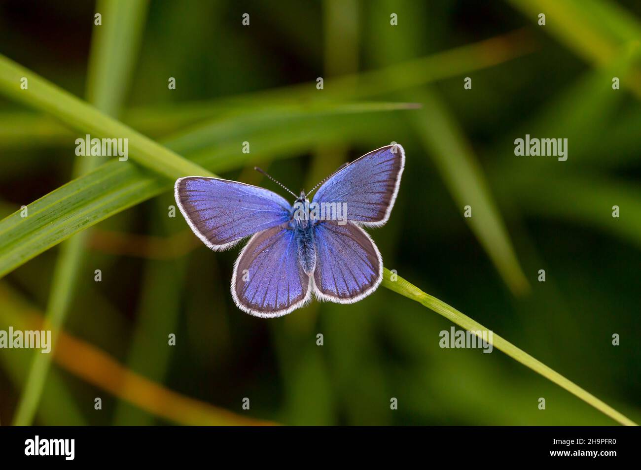 a tiny beautiful blue butterfly in the green grass Stock Photo - Alamy