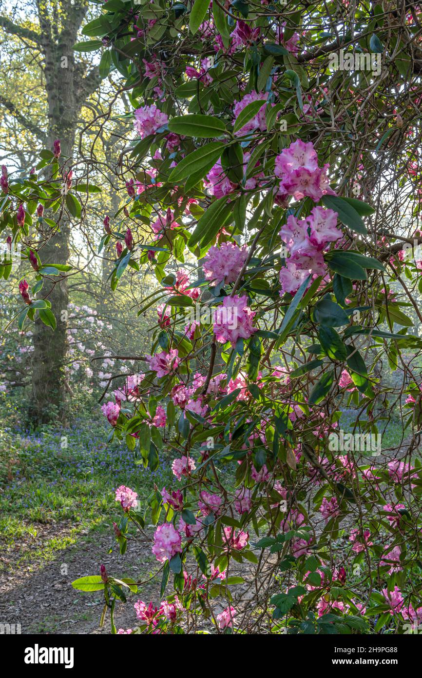 Mature Rhododendrons flowering in a country garden woodland in Spring ...