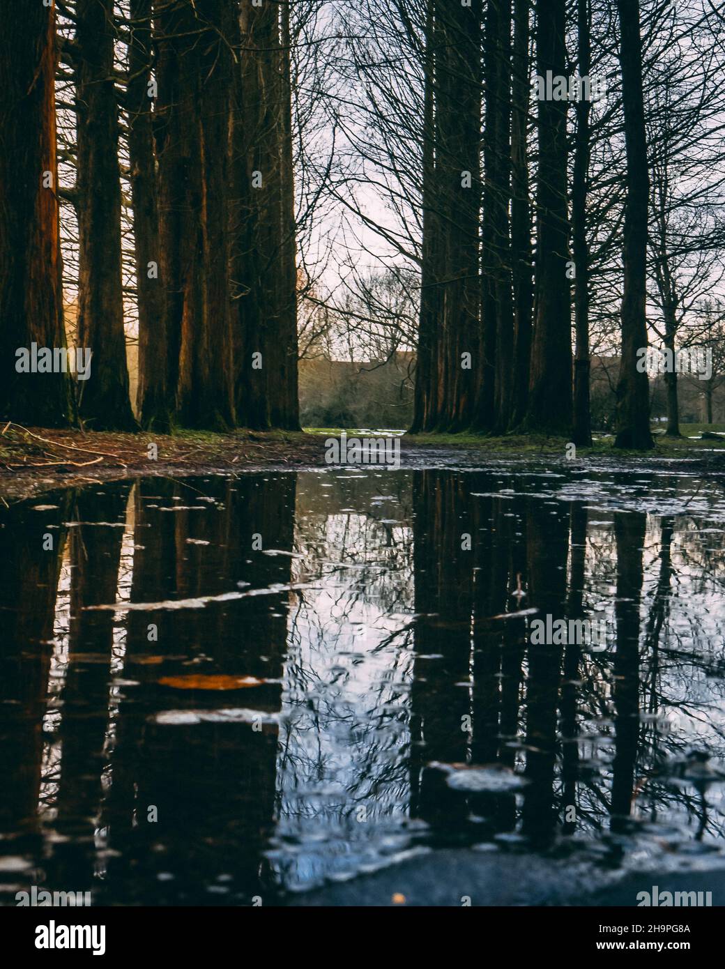 Rainy forest hi-res stock photography and images - Alamy