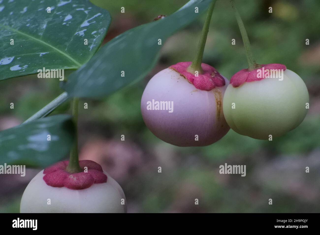 Sauropus androgynus leaf hi-res stock photography and images - Alamy