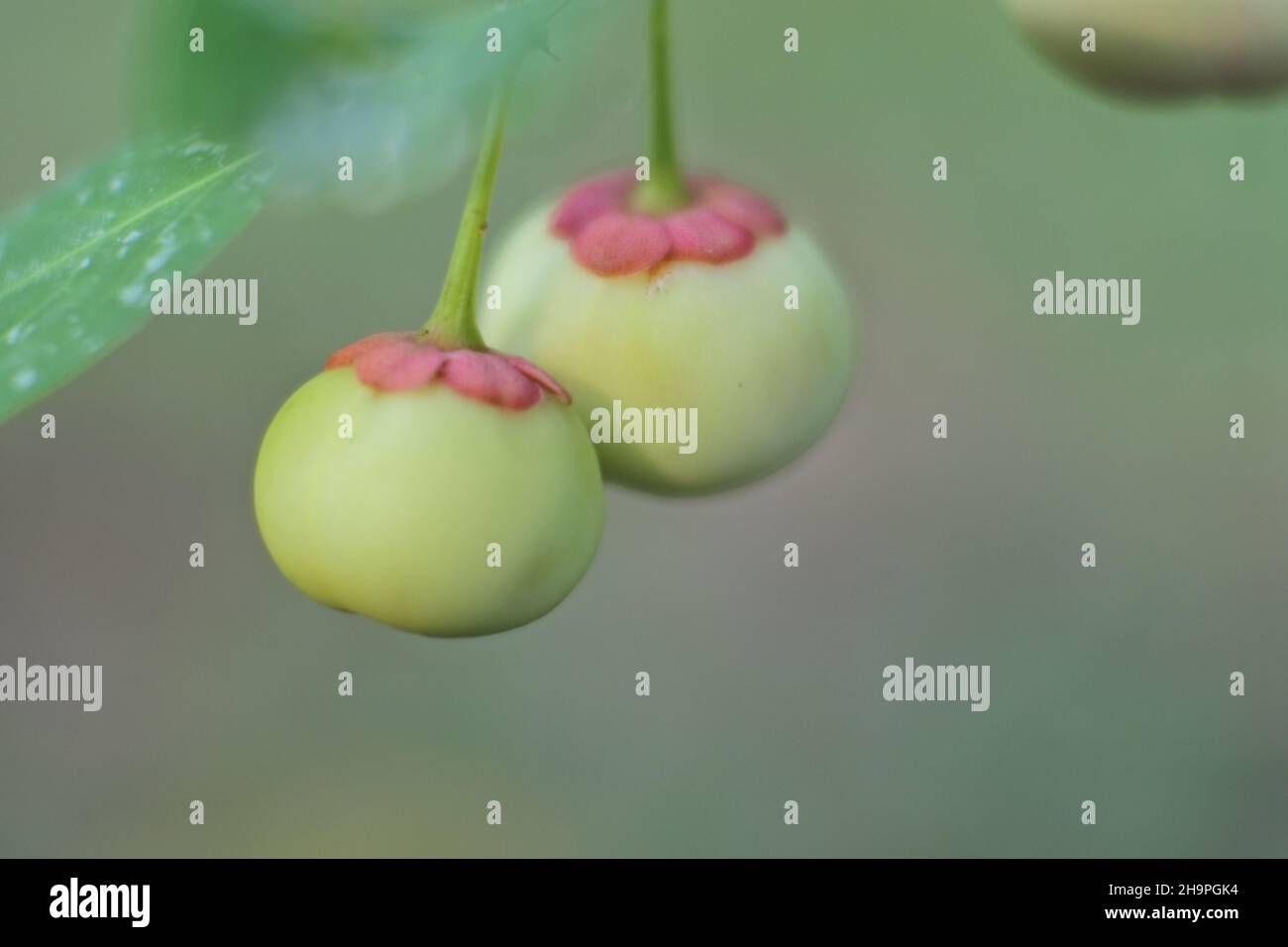 Katuk leaf hi-res stock photography and images - Alamy