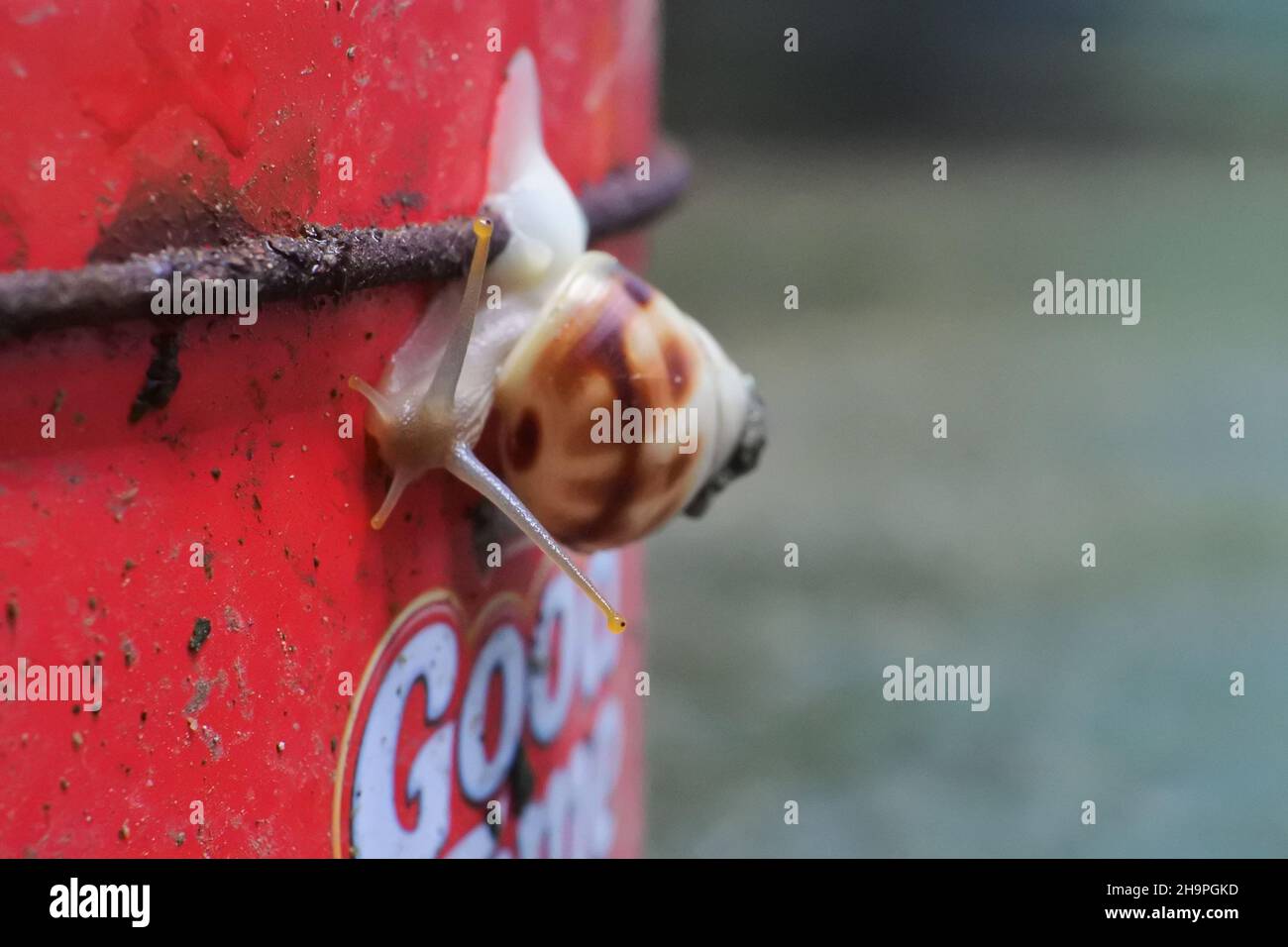 Metal snail hi-res stock photography and images - Alamy