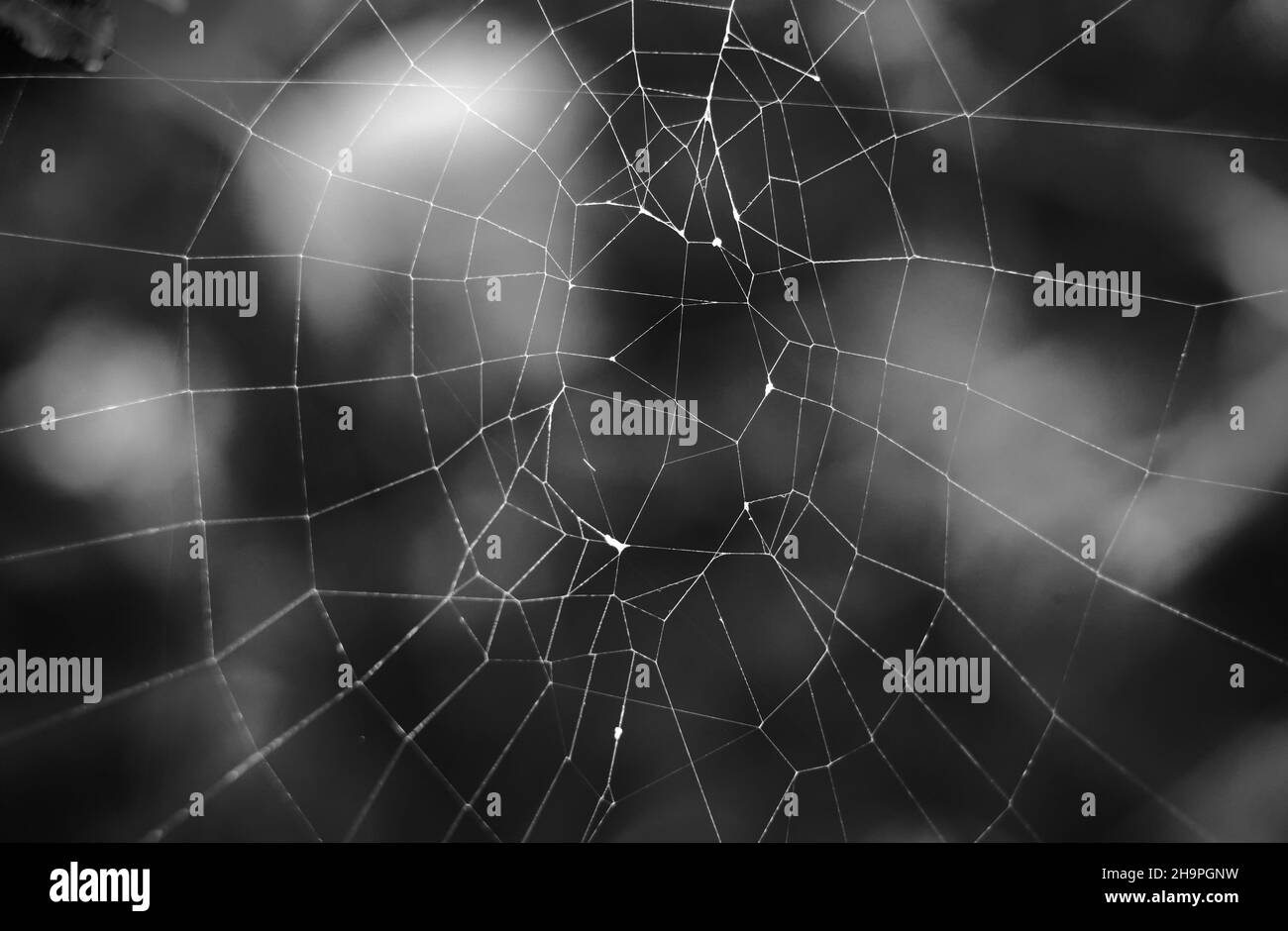Grayscale of Araneus diadematus spider web Stock Photo - Alamy