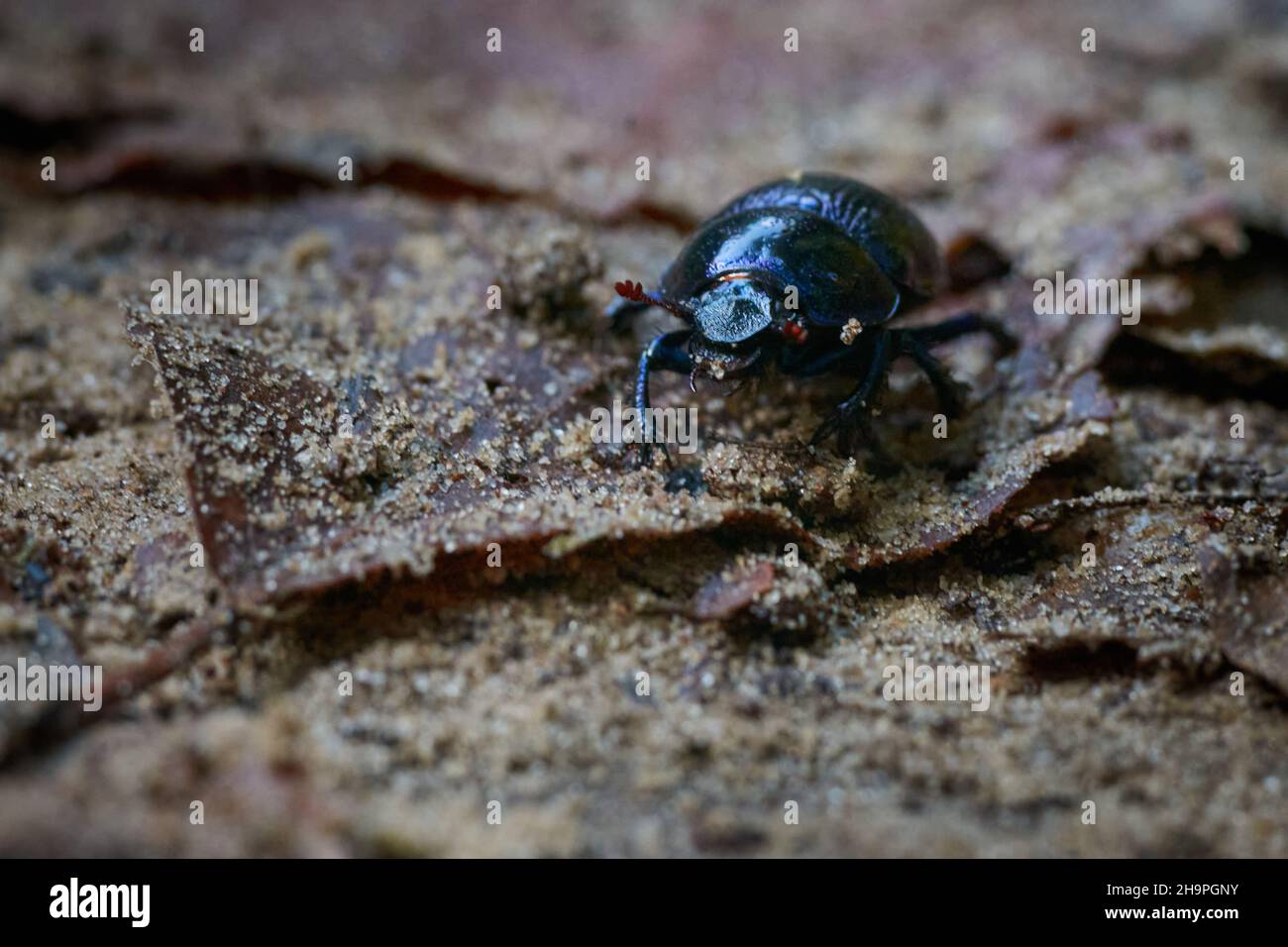 Close-up shot of a Coleoptera on the ground Stock Photo - Alamy