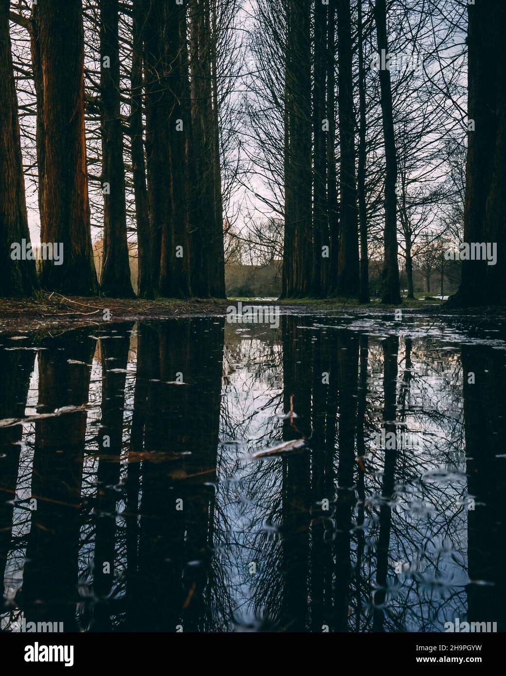 Puddle rain forest hi-res stock photography and images - Alamy