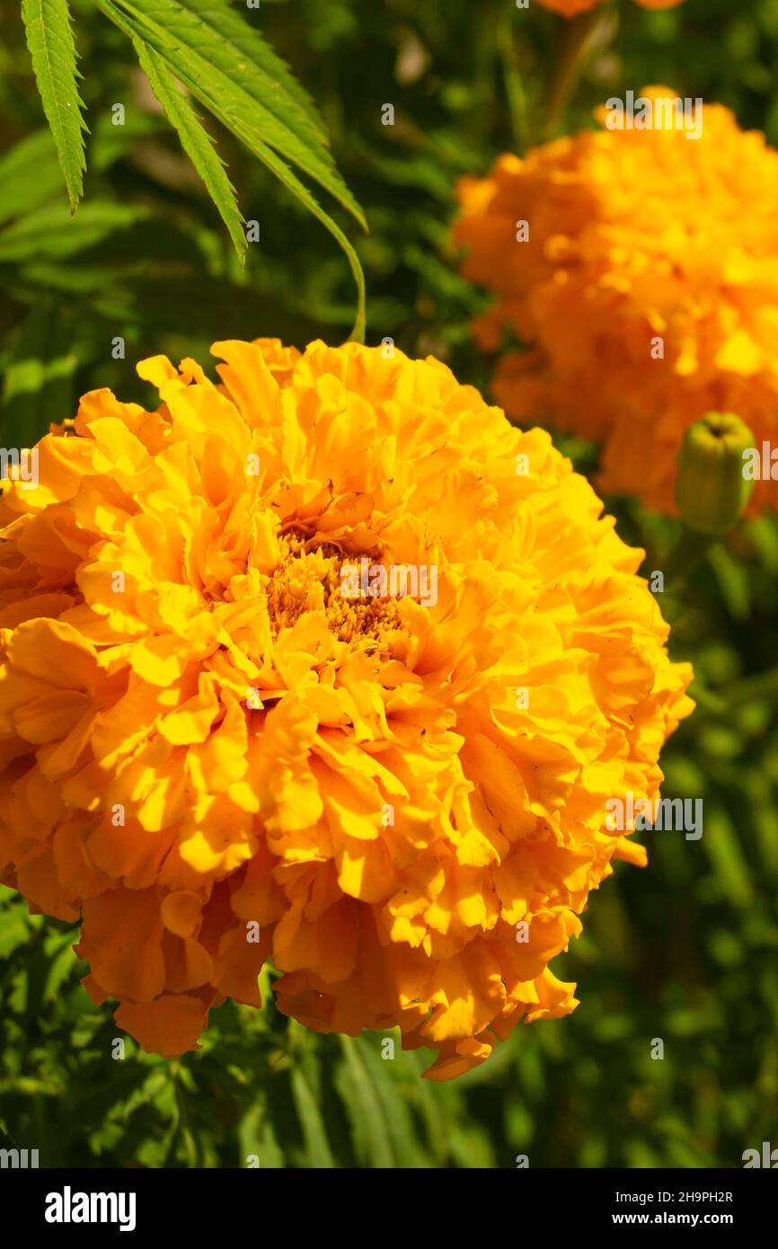 Tagetes erecta on background green sheet in year garden. Natural ...