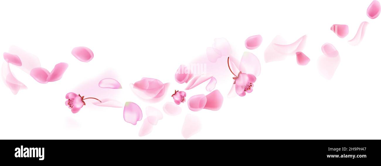 Nature horizontal background.Pink falling sakura petals and flowers ...