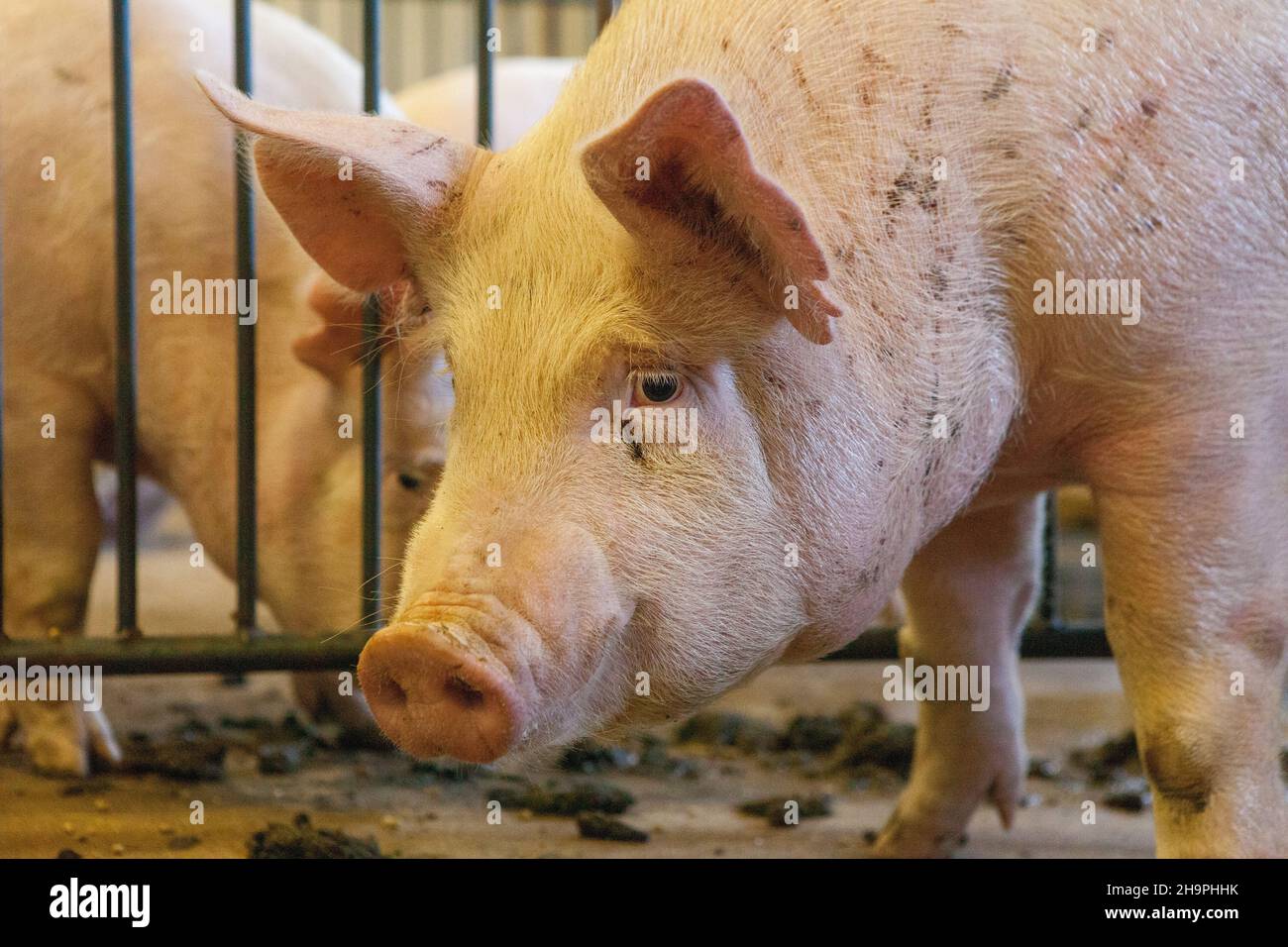 Pig is facing the camera Stock Photo - Alamy