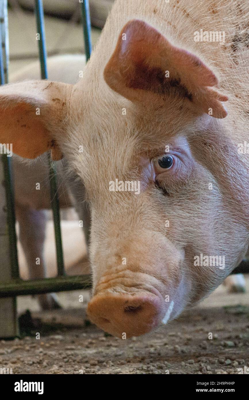 Pig face meat hi-res stock photography and images - Alamy