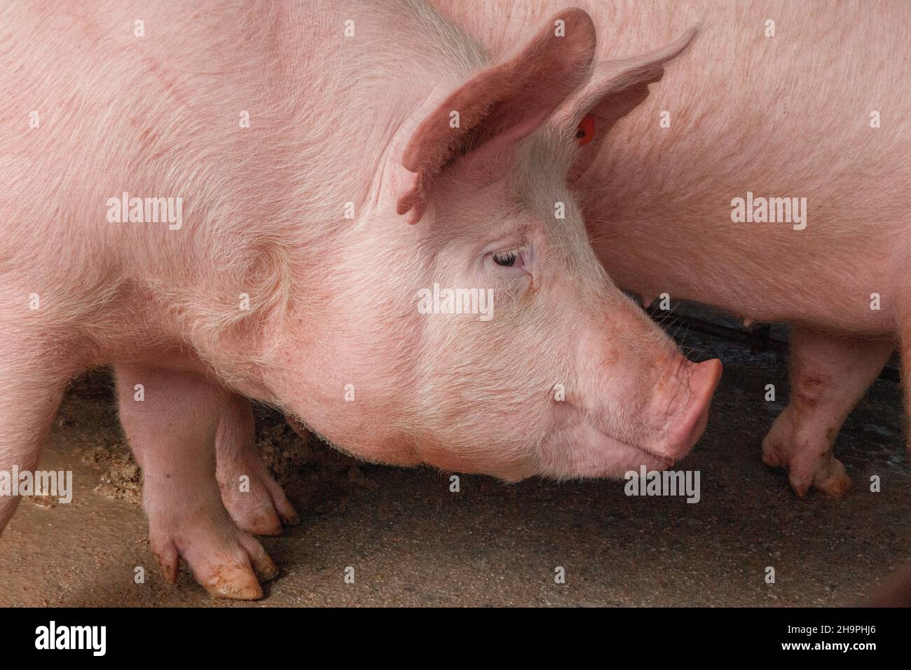 Meat domestic animals hi-res stock photography and images - Alamy