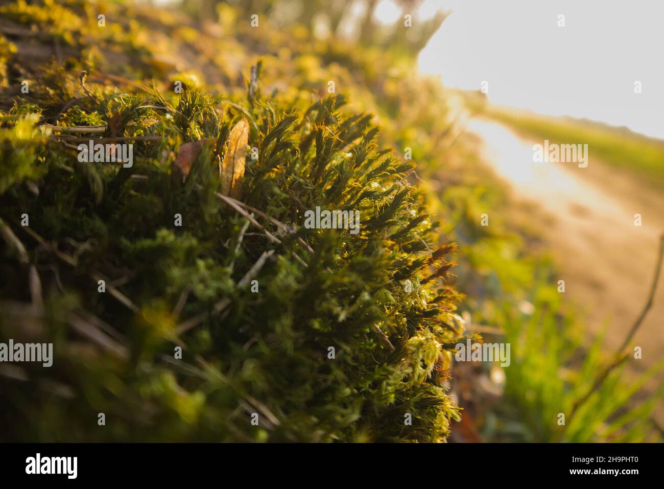 The reflection of the moss hi-res stock photography and images - Alamy