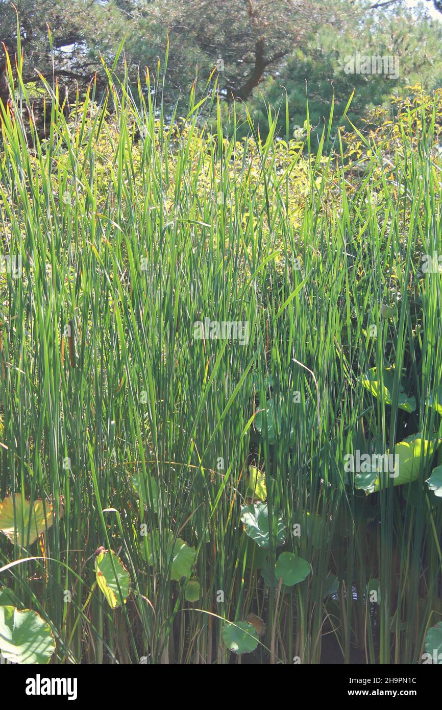 Elegant tall grasses hi-res stock photography and images - Alamy