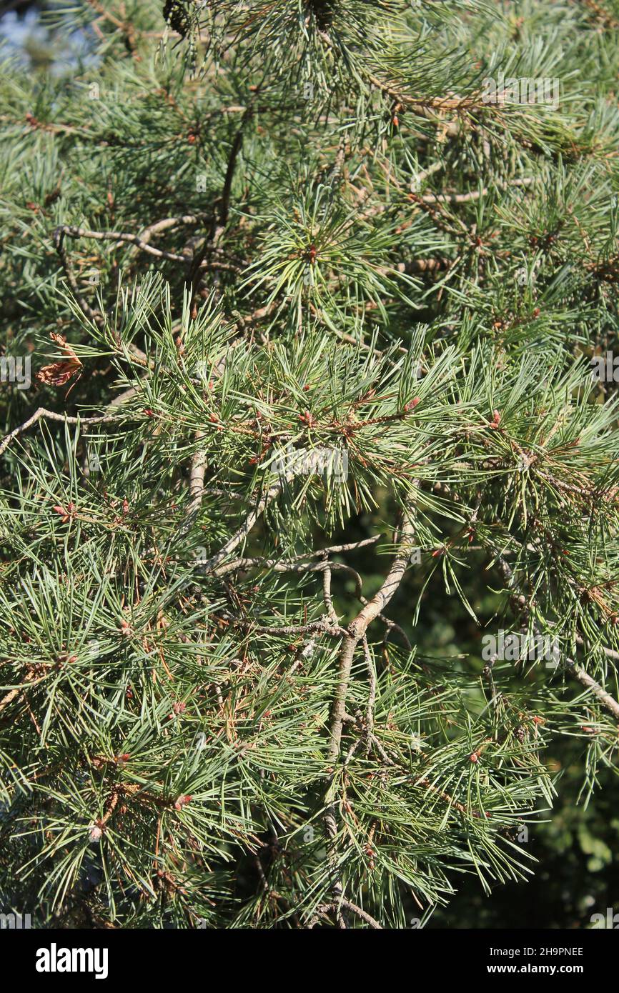 Lush green pine tree growing in the sunny meadow Stock Photo - Alamy