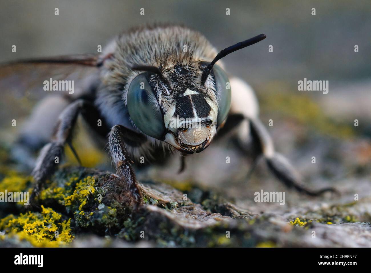 Detailed facial closeup on a Blue banded bee, Amegilla albigena Stock ...