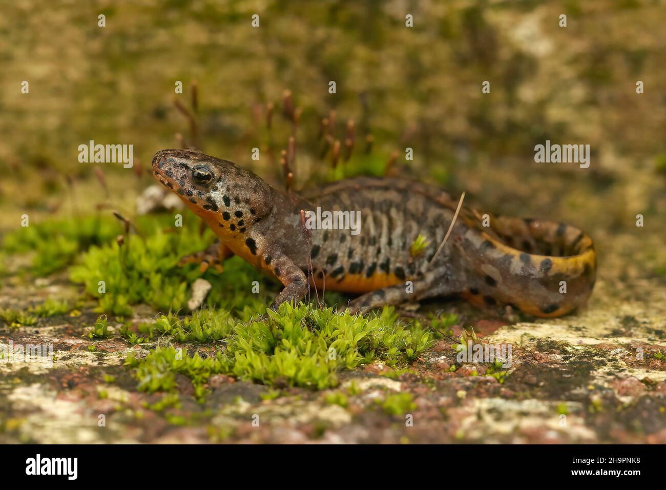 Greek amphibian hi-res stock photography and images - Alamy