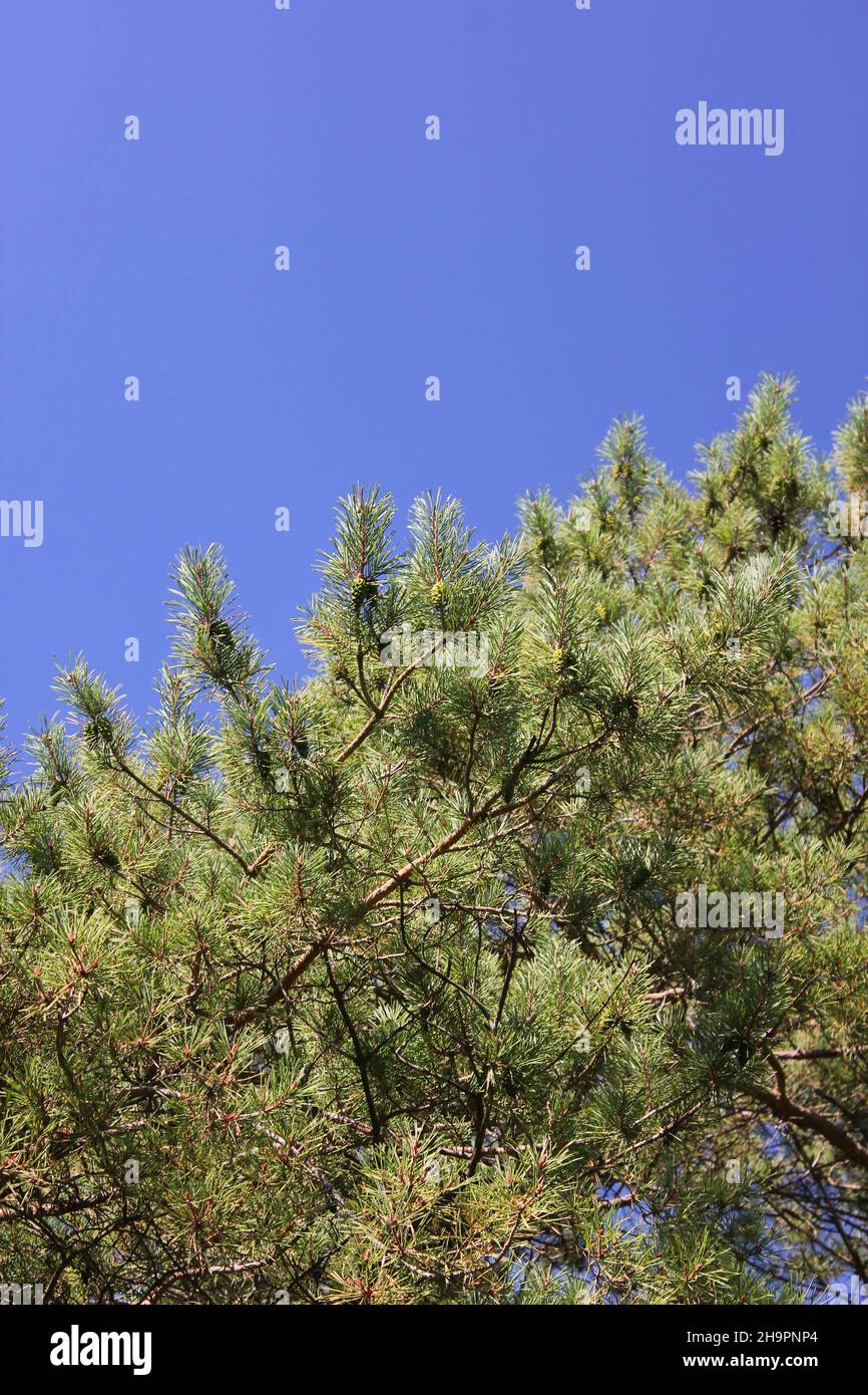 Lush green pine tree growing in the sunny meadow Stock Photo - Alamy