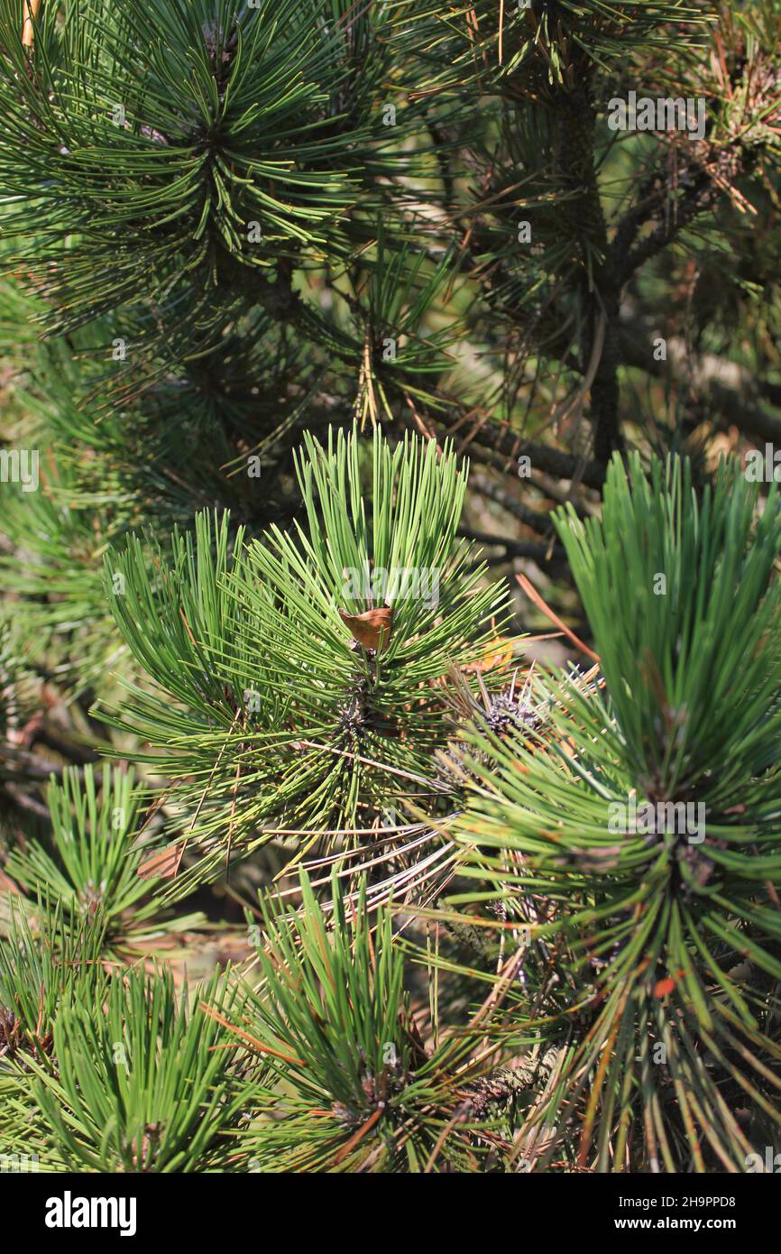 Lush green pine tree growing in the sunny meadow Stock Photo - Alamy