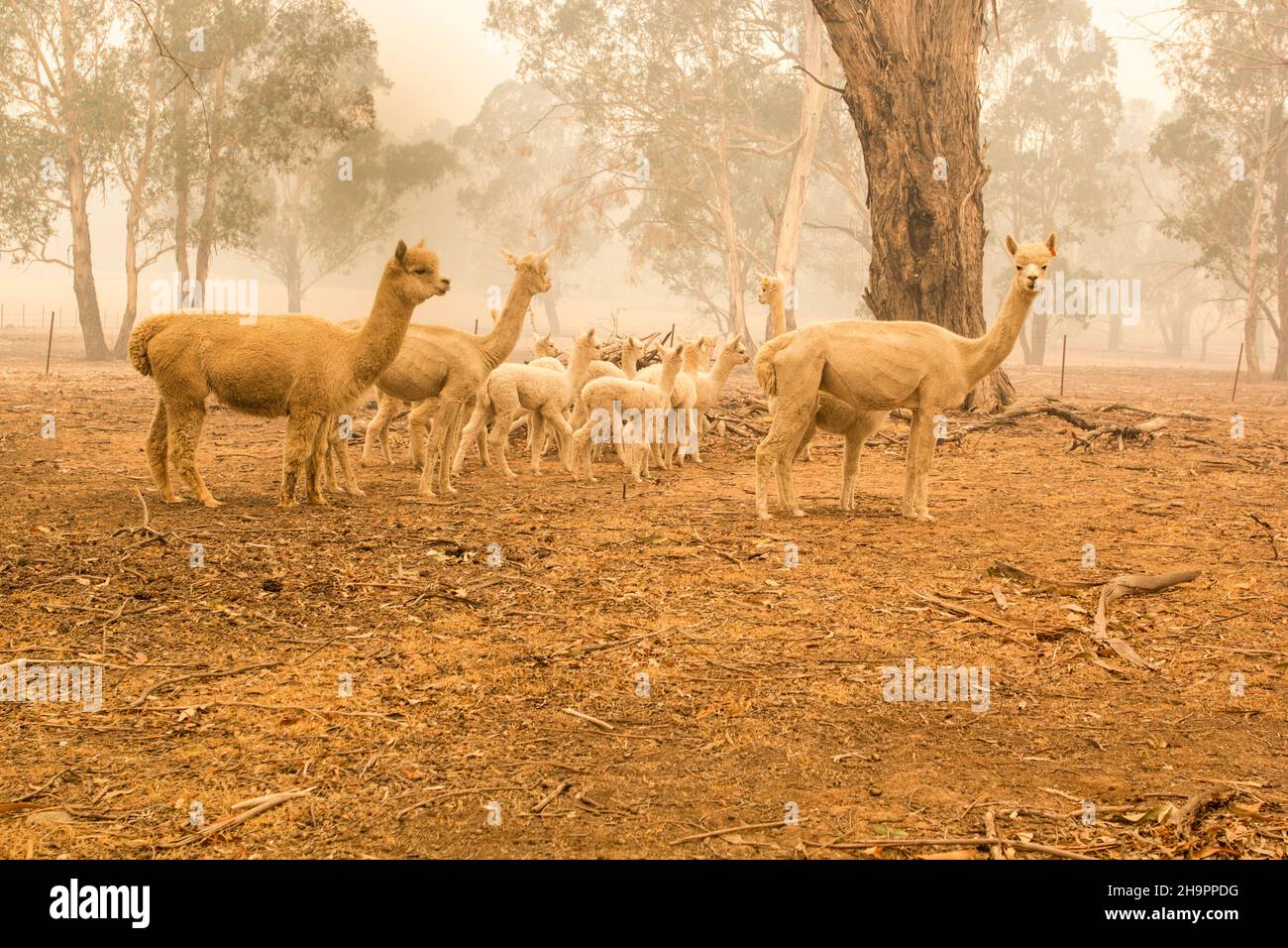 Farm drought hi-res stock photography and images - Alamy