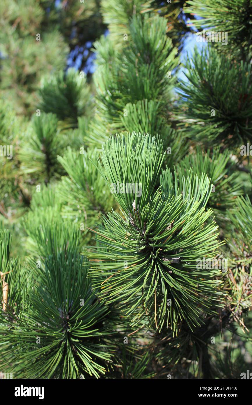 Lush green pine tree growing in the sunny meadow Stock Photo - Alamy