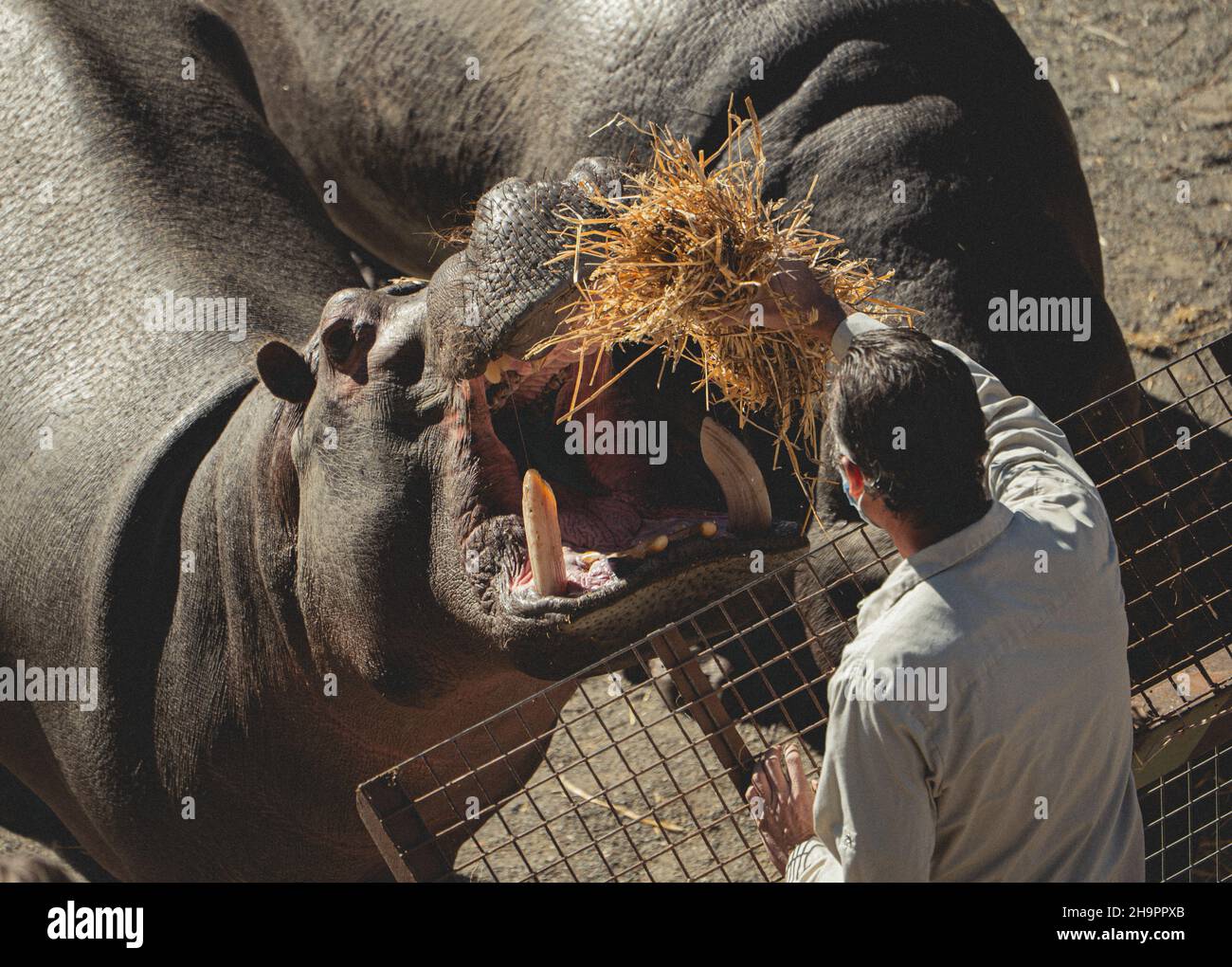 Hipopotamo comiendo. Hippo eating Stock Photo - Alamy