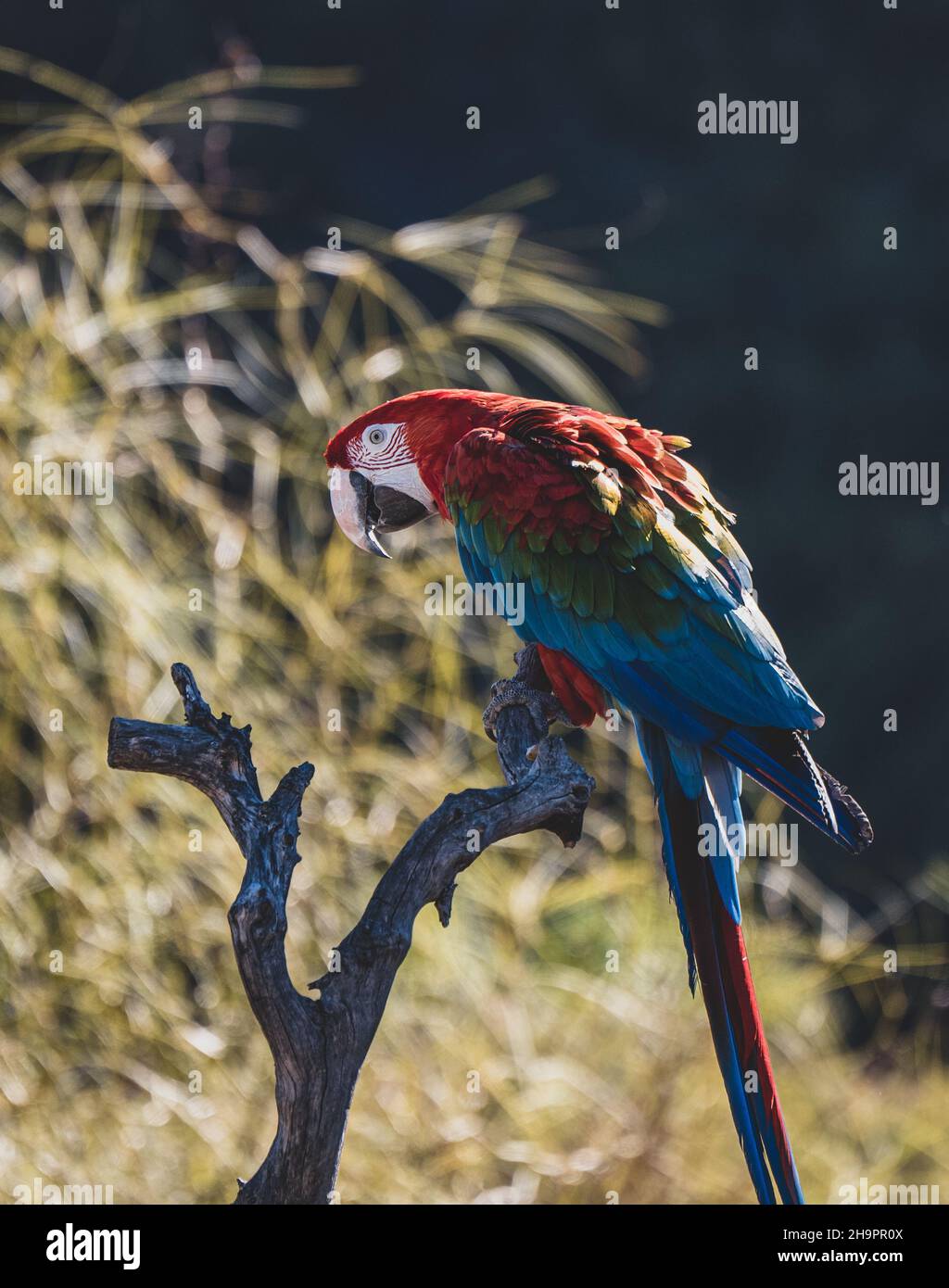 Loros de colores hi-res stock photography and images - Alamy