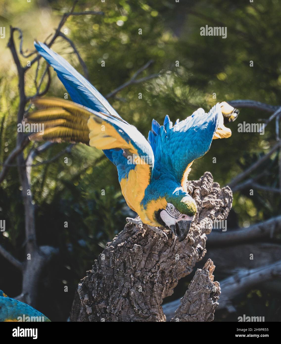 Loros de colores hi-res stock photography and images - Alamy