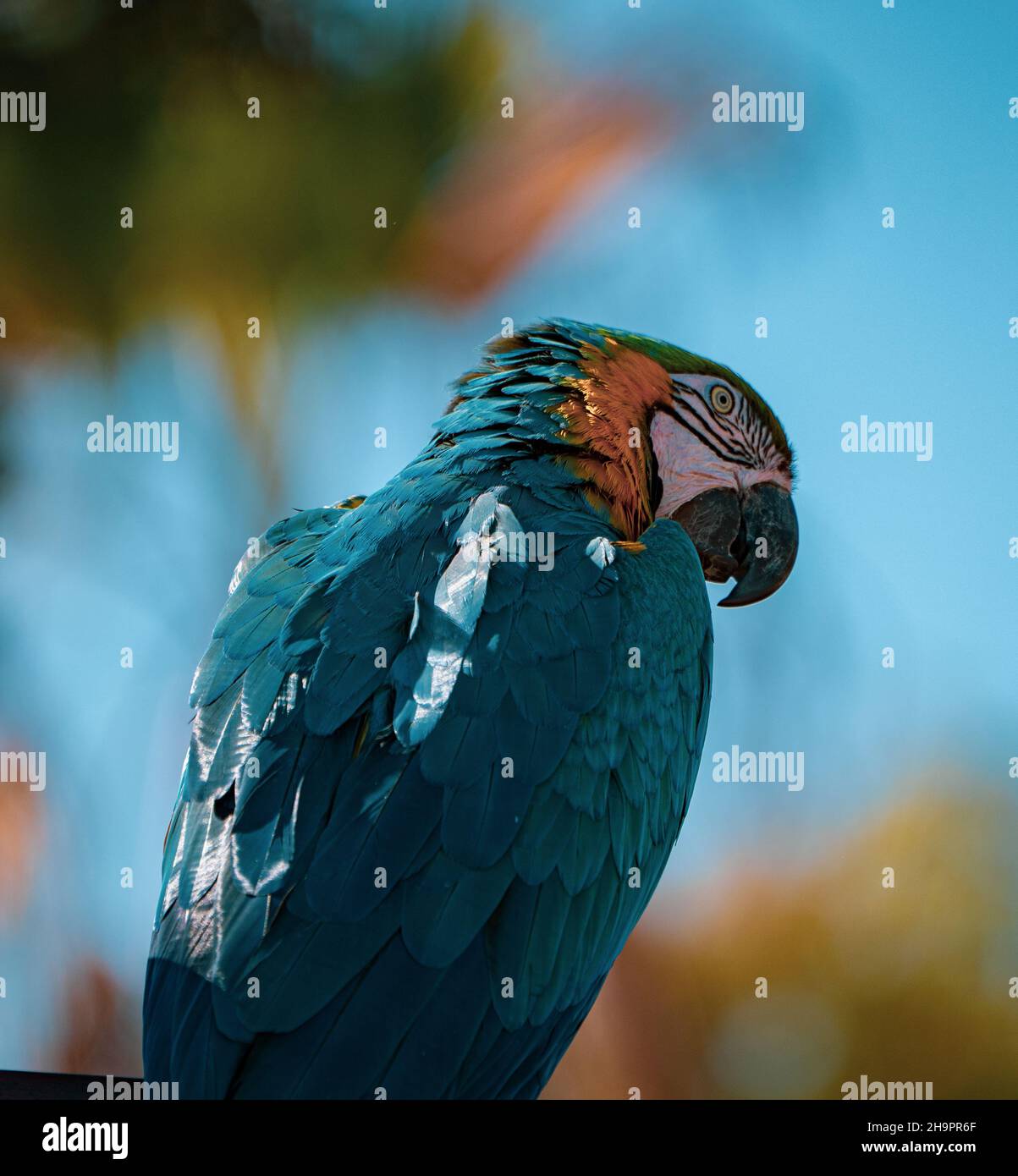Loros de colores hi-res stock photography and images - Alamy