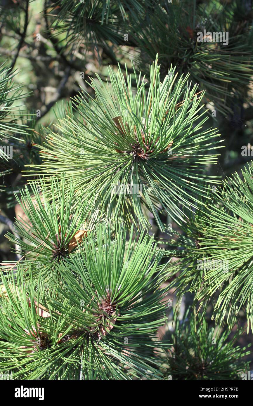 Lush green pine tree growing in the sunny meadow Stock Photo - Alamy
