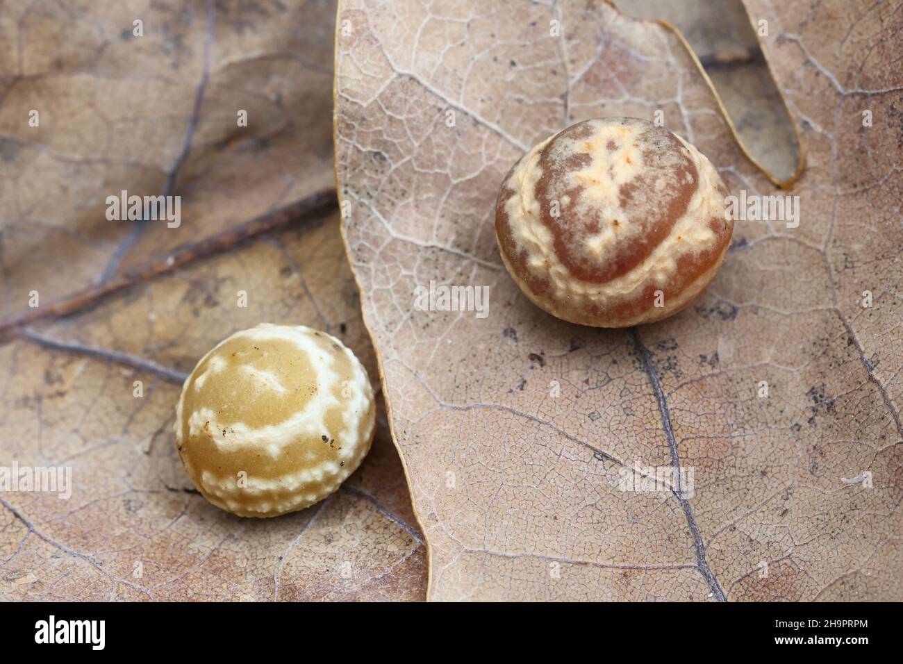 Cynips longiventris, Striped Pea Gall Wasp, galls on oak leaves Stock ...