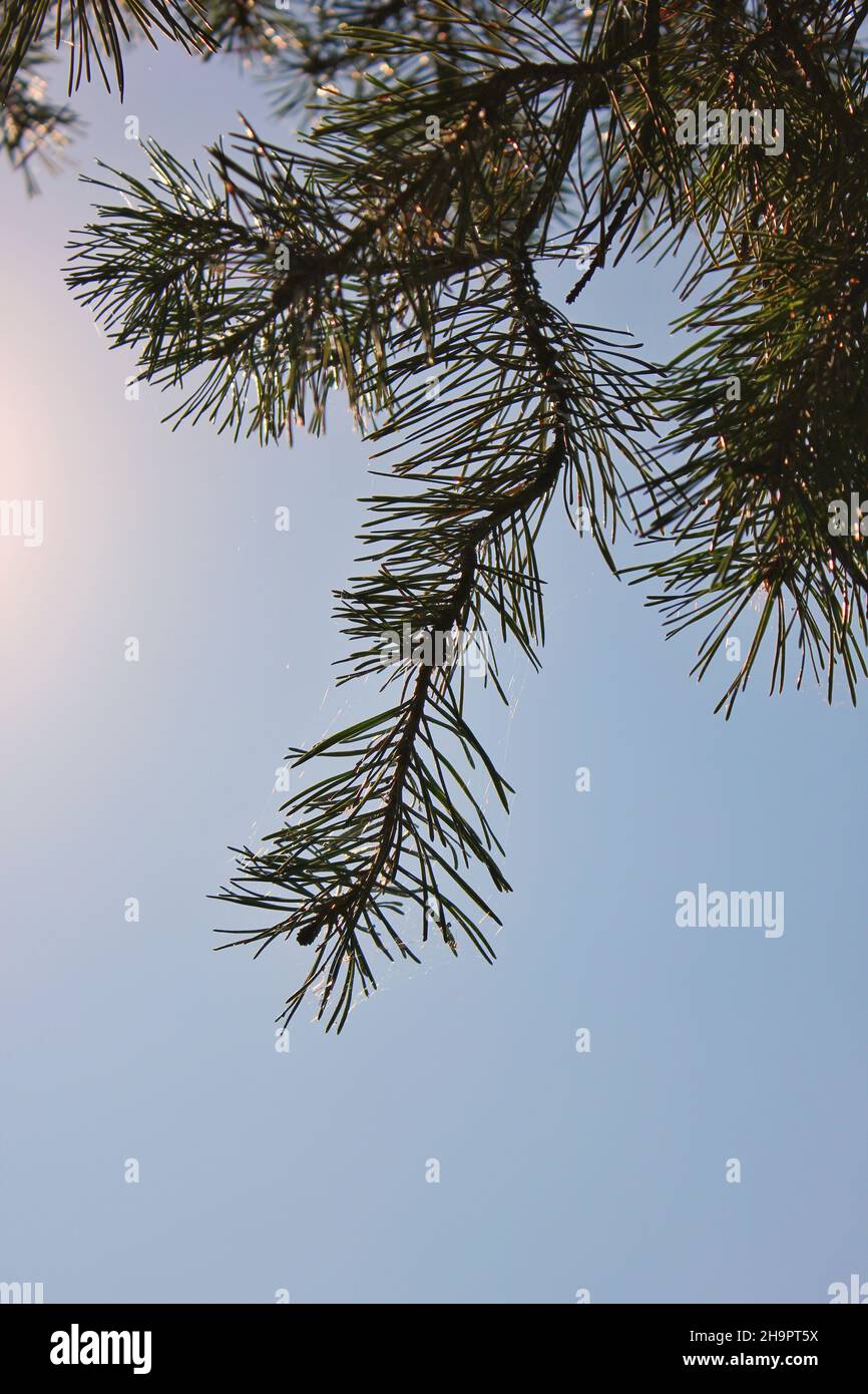 Lush green pine tree growing in the sunny meadow Stock Photo - Alamy