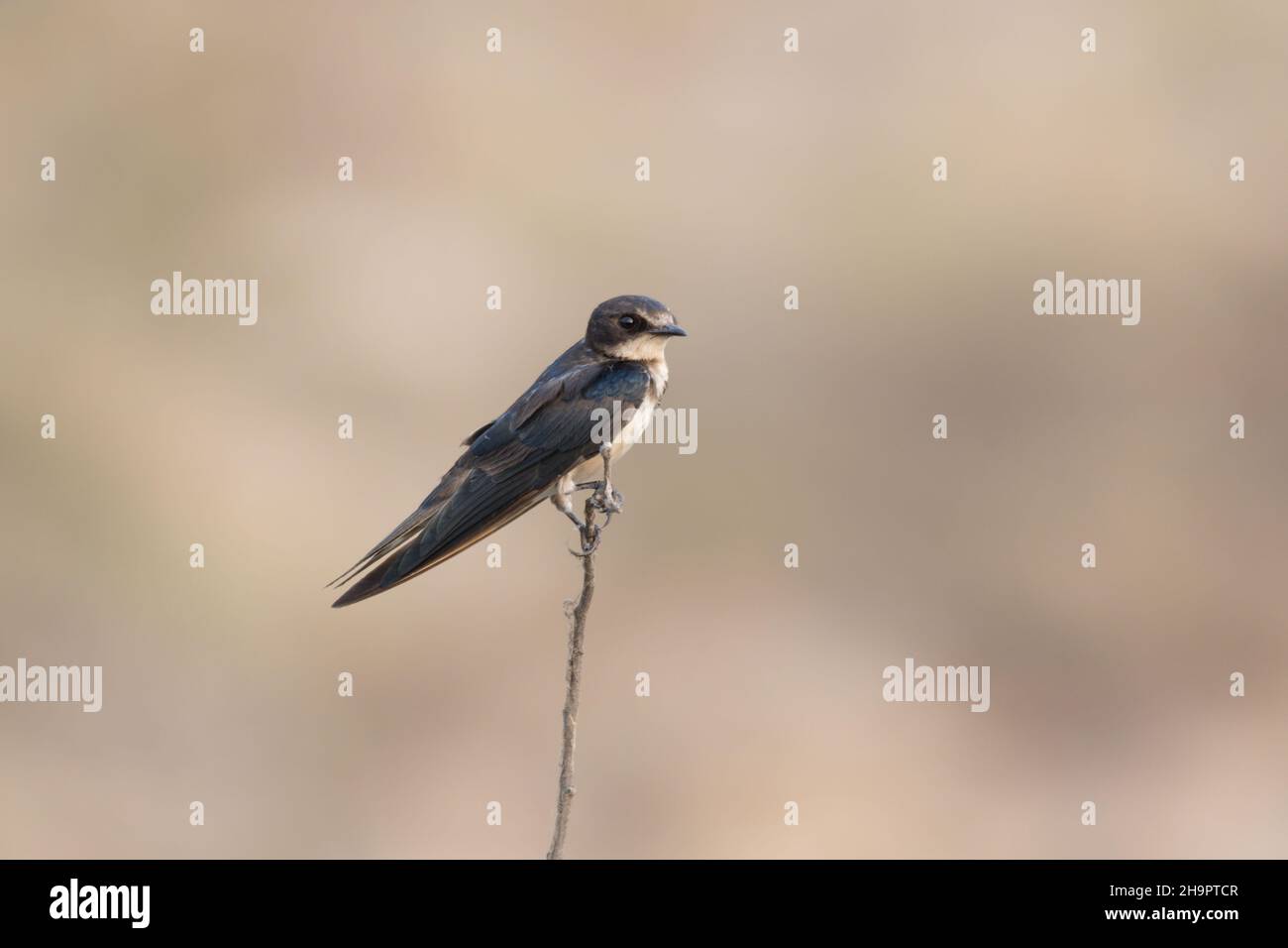 Barn Swallow, Hirundo rustica, Thailand Stock Photo - Alamy