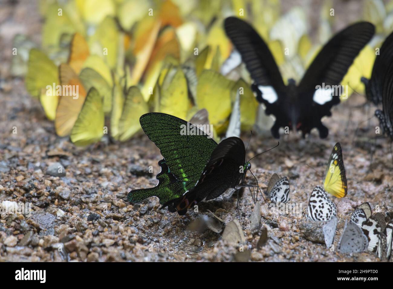Paris peacock butterfly hi-res stock photography and images - Alamy