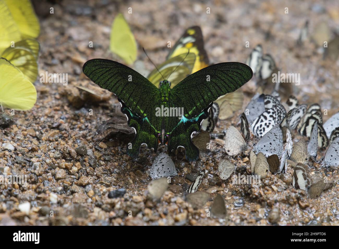 Paris peacock butterfly hi-res stock photography and images - Alamy