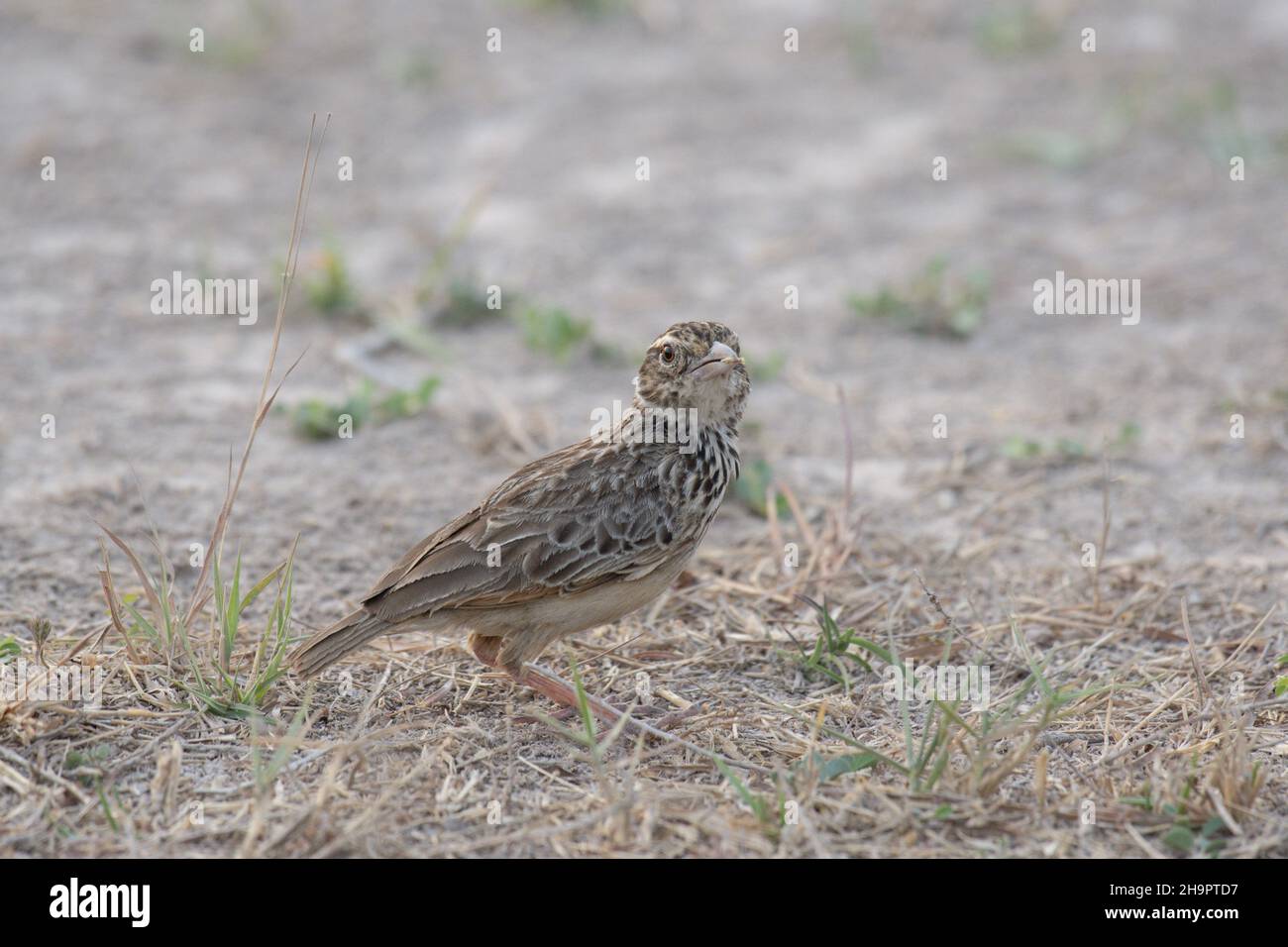 Indochinese bushlark hi-res stock photography and images - Alamy