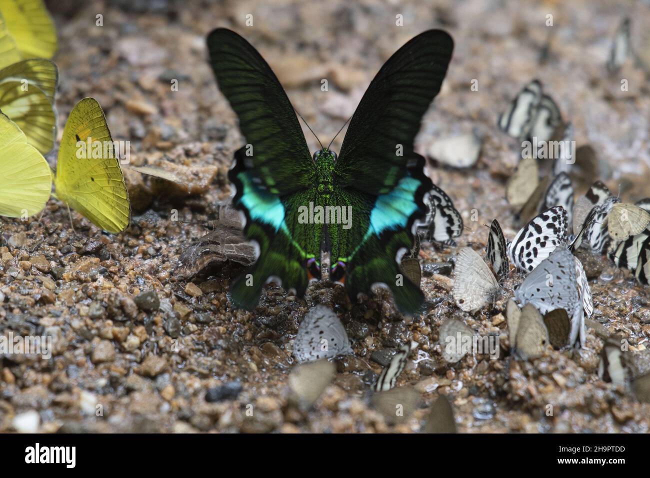 Paris peacock butterfly hi-res stock photography and images - Alamy