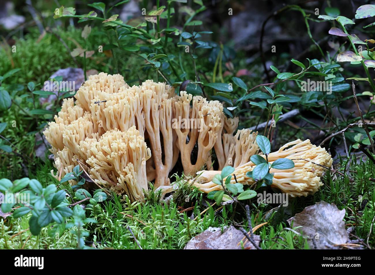 Ramaria flava, also called Ramaria eosanguinea, commonly known as pale ...