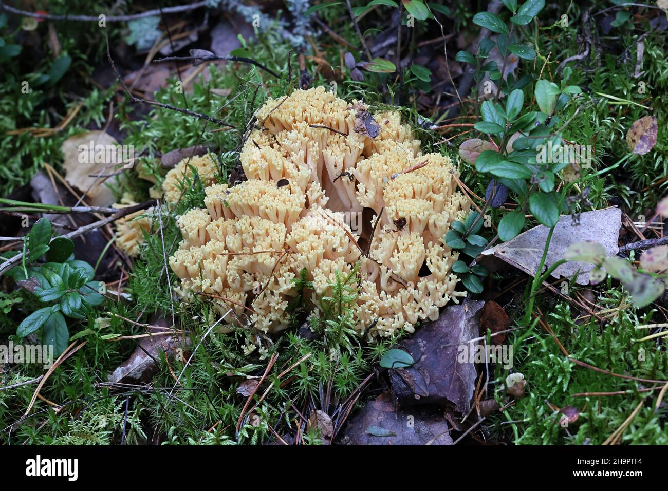Ramaria flava, also called Ramaria eosanguinea, commonly known as pale ...
