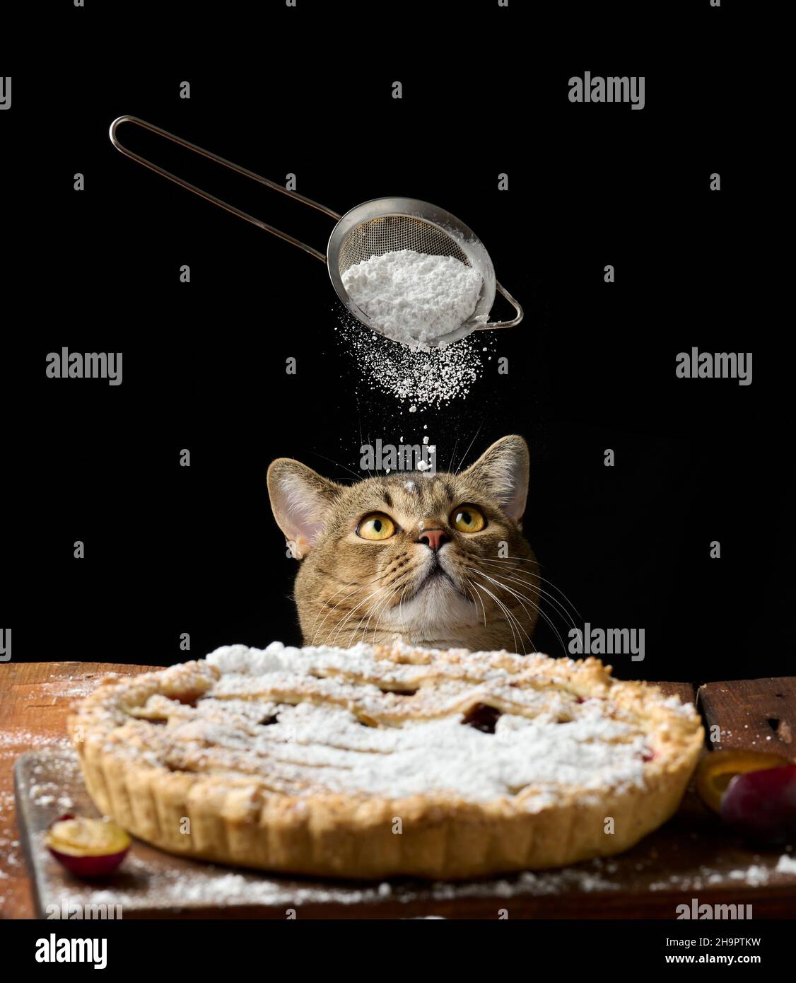 adult funny cat peeking out from under the table with baked pie with ...