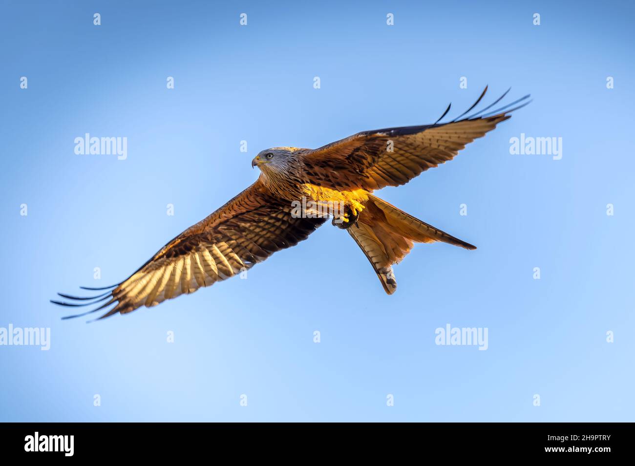 Red Kite in flight blue sky Stock Photo - Alamy