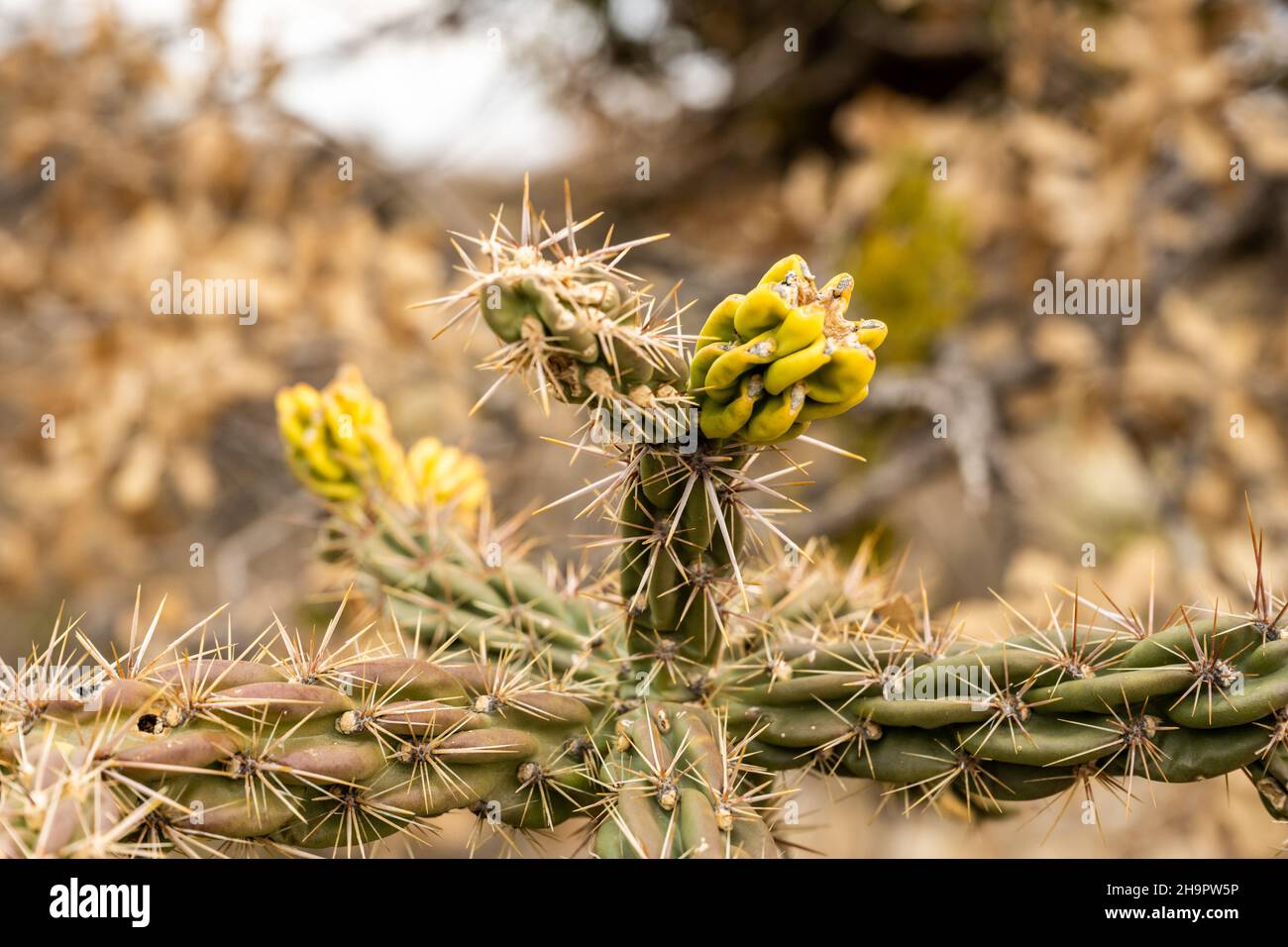 Chain link cholla cactus hi-res stock photography and images - Alamy