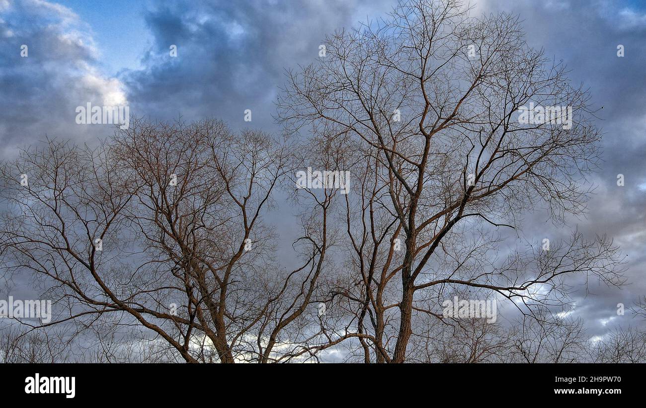 Trees branches sky dramatic hi-res stock photography and images - Alamy