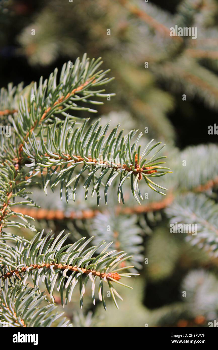 Lush green pine tree growing in the sunny meadow Stock Photo - Alamy
