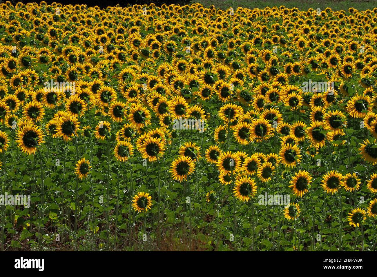 Field with sunflowers, sunflower heads facing away from the sun ...