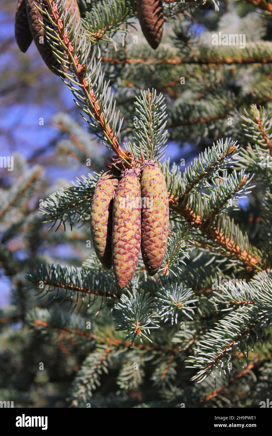 Lush green pine tree growing in the sunny meadow with cute pine cones ...