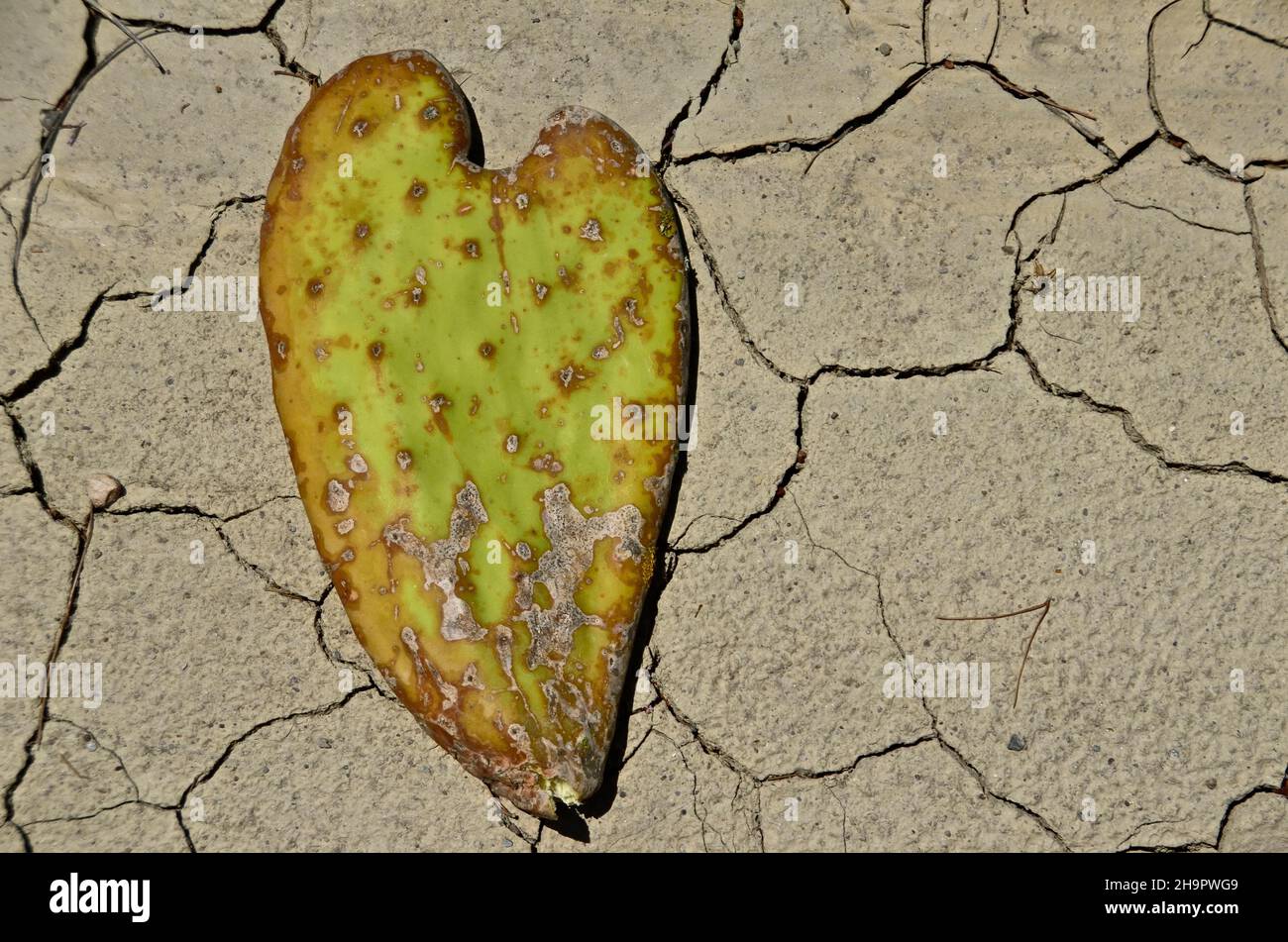 Fallen leaf of a chumbo in heart shape on clay soil, heart of nature ...