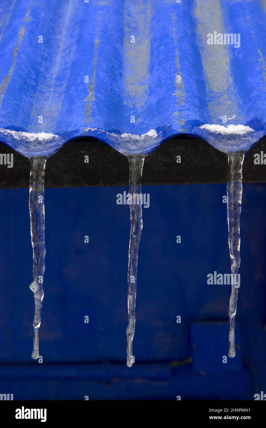Three icicles on roof of blue corrugated iron, frozen raindrops on ...