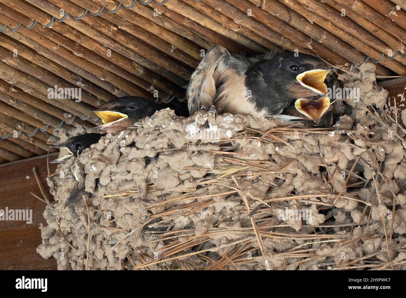 Four swallows sit fledged in the nest, swallows with open beaks wait ...