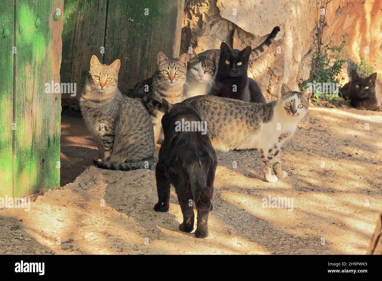 The cat family hi-res stock photography and images - Alamy