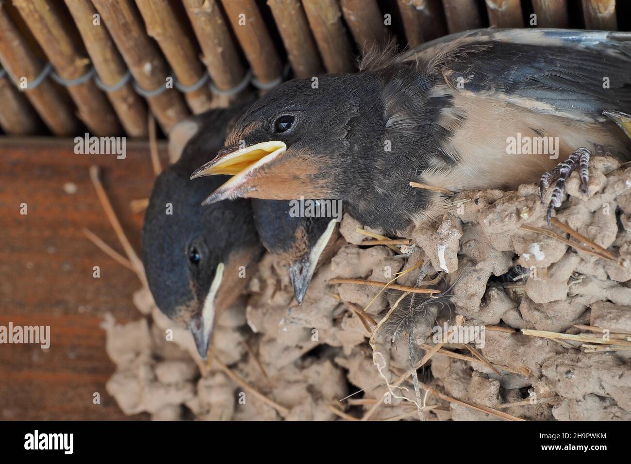 Nesting fledging hi-res stock photography and images - Alamy
